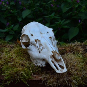 Fallow Deer Doe, Female Fallow Deer From Central Europe, forest Find ...