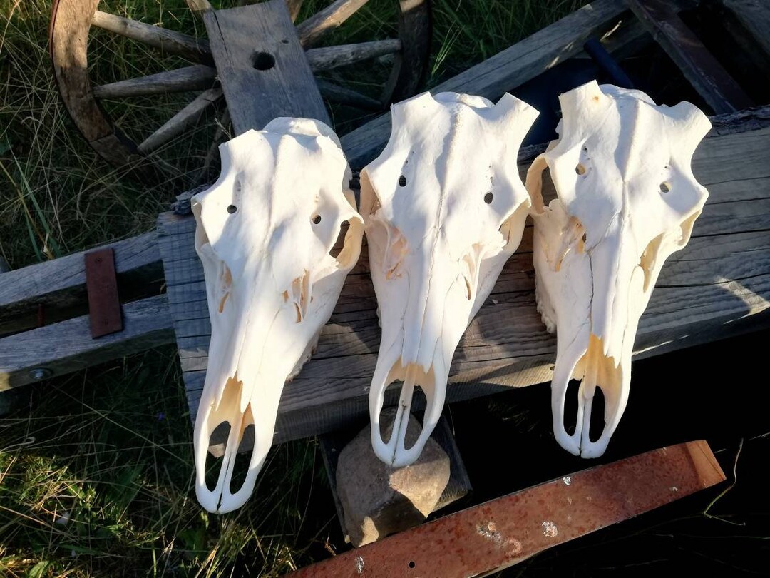 Real Carpatian Red Deer Skull, Real Skull, Deer Skull Without Antlers ...