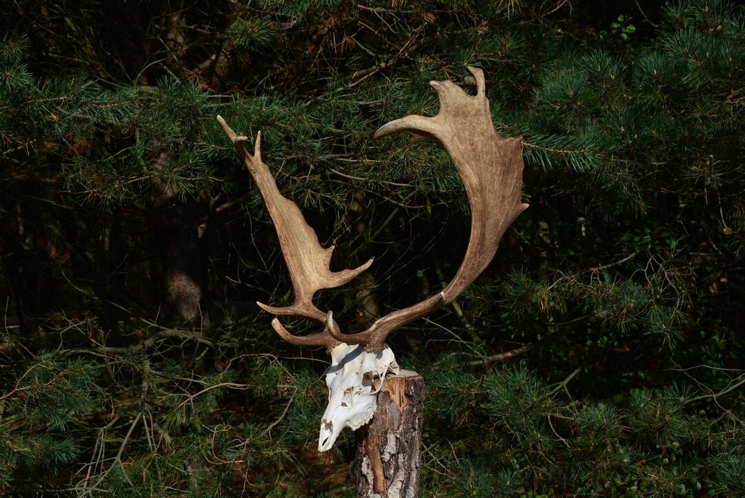 HUGE Fallow Deer Skull, From Central Europe Fallow Deer (dama Dama ...