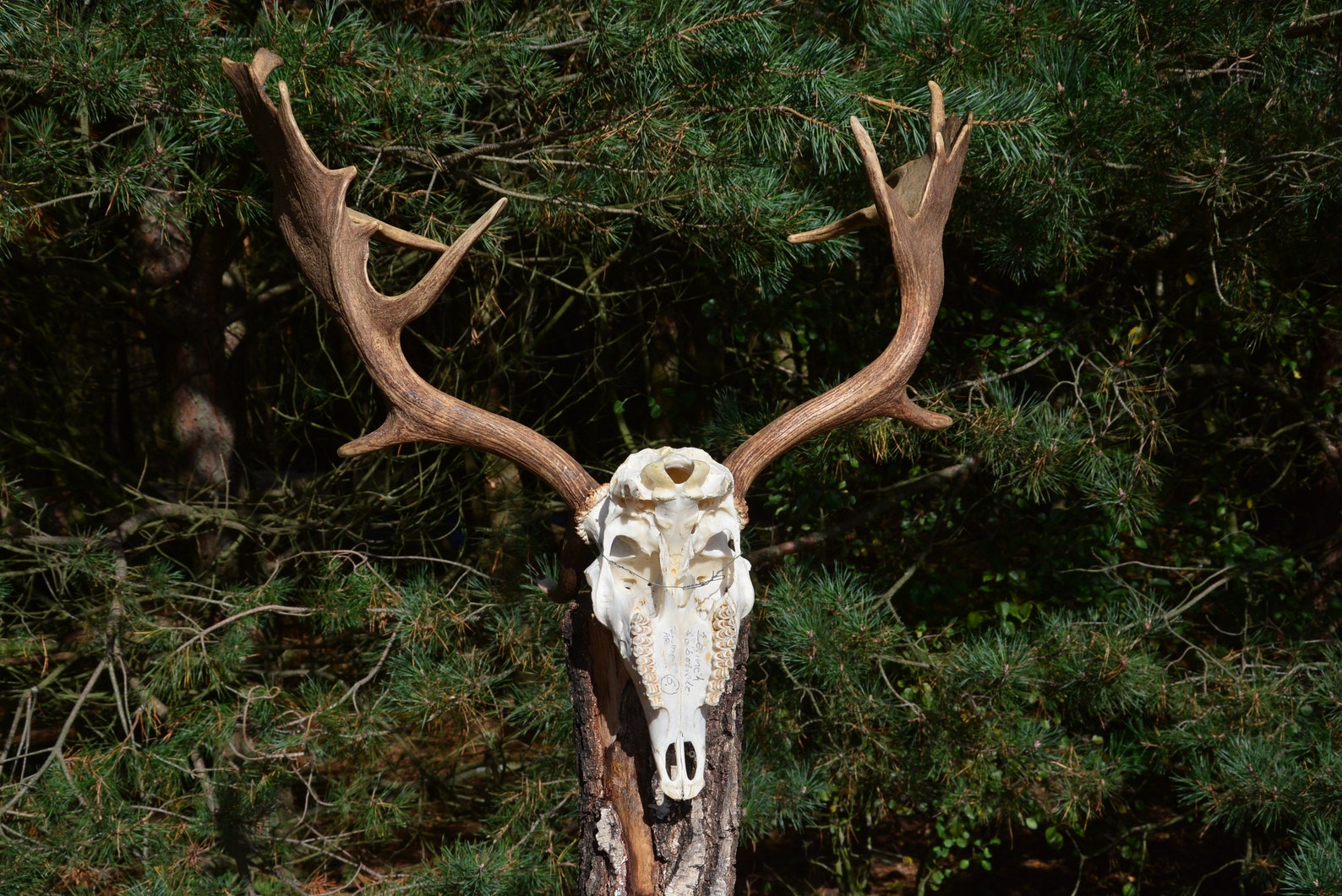 HUGE Fallow Deer Skull From Central Europe Fallow Deer dama - Etsy