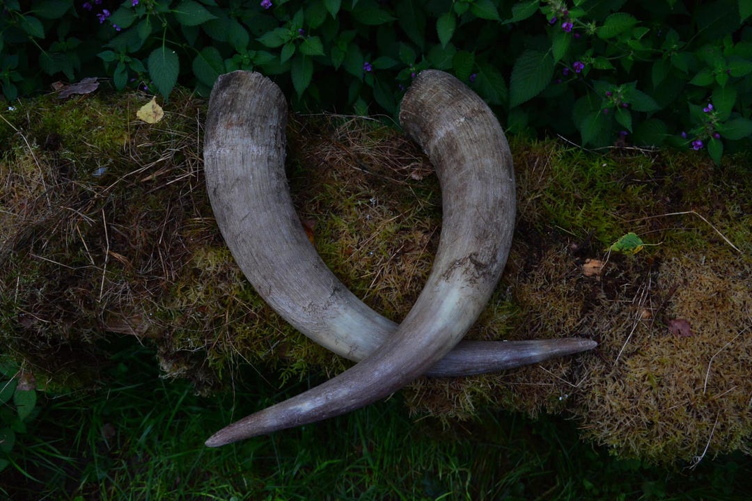 Natural Scottish Cow Horns Pair of Horns, Scottish Highland Cow, From a ...