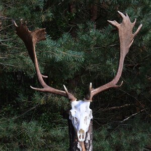 HUGE Fallow Deer Skull, From Central Europe, Fallow Deer (dama Dama ...