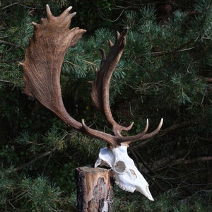 HUGE Fallow Deer Skull, From Central Europe, Fallow Deer dama Dama ...