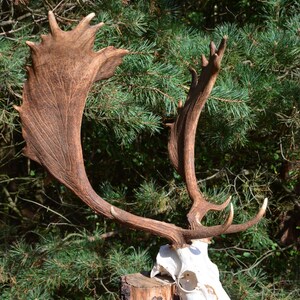 HUGE Fallow Deer Skull, From Central Europe, Fallow Deer (dama Dama ...