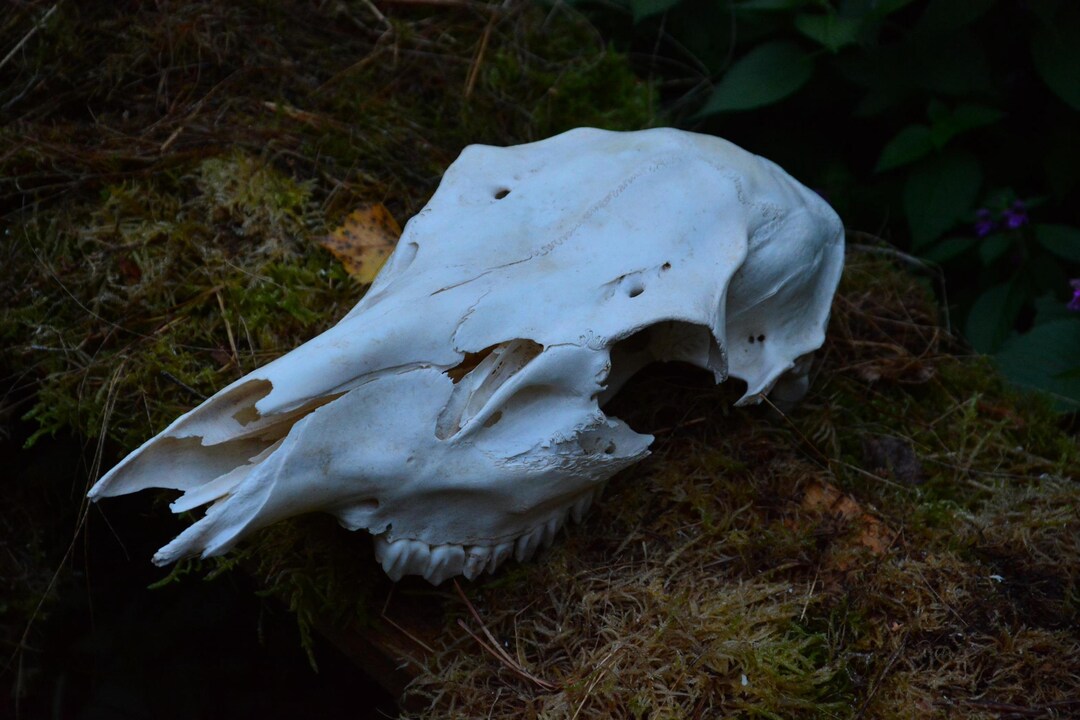 Fallow Deer Doe, Female Fallow Deer From Central Europe, *forest Find ...