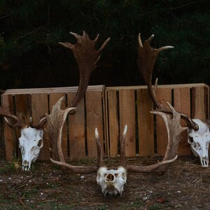 Fallow Deer Skull From Central Europe Fallow Deer dama Dama Unique ...