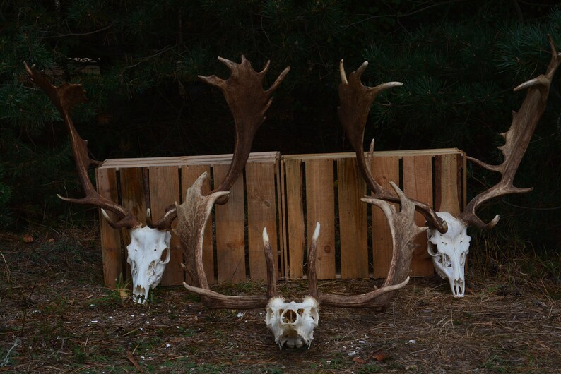 Fallow Deer Skull From Central Europe Fallow Deer dama - Etsy