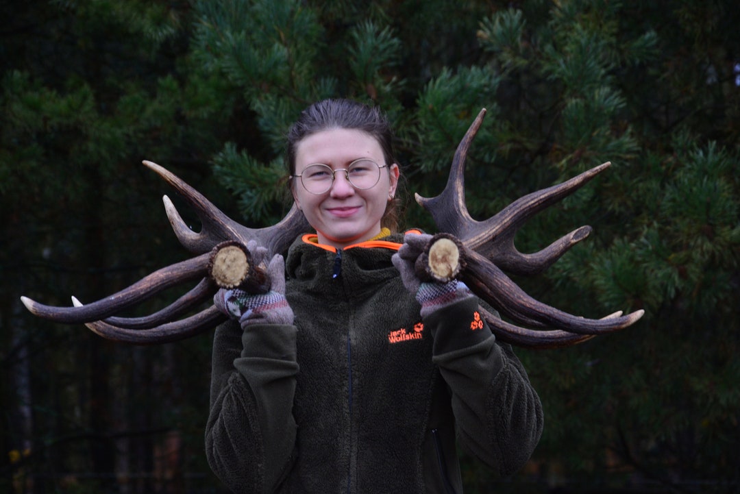 HUGE Antler Pair Red Deer Antlers 5kg Antlers cervus Elaphus Perfect ...