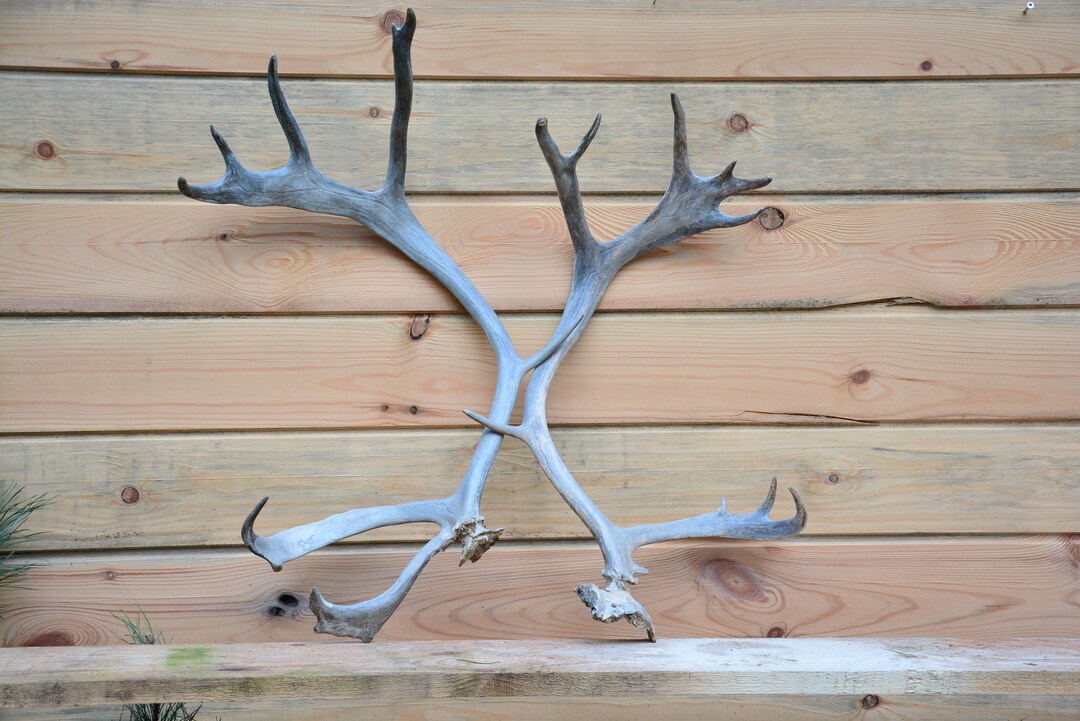 Santa's Reindeer, Real European Reindeer Antlers (rangifer Tarandus ...
