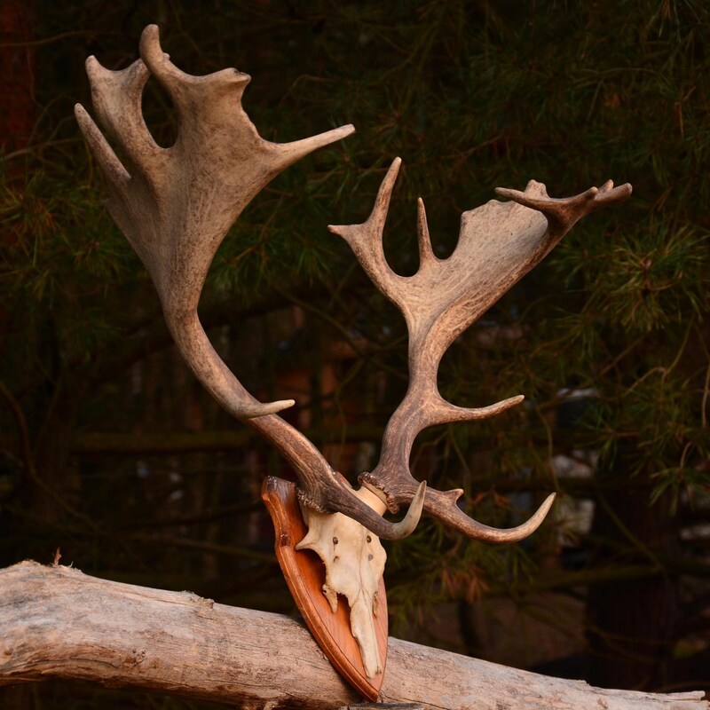 Real Deer Antlers - Etsy