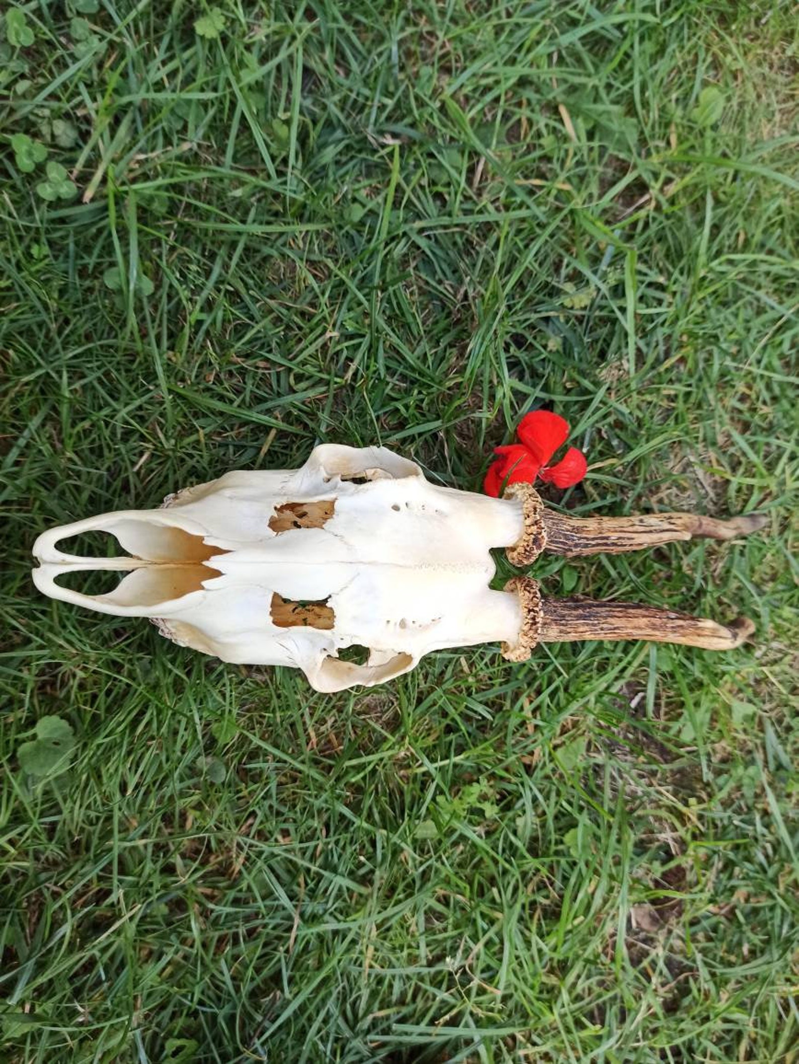 Echte Europese Ree Herten schedel mount herten schedel met - Etsy België