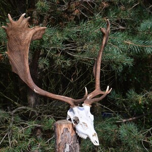 HUGE Fallow Deer Skull, From Central Europe, Fallow Deer (dama Dama ...