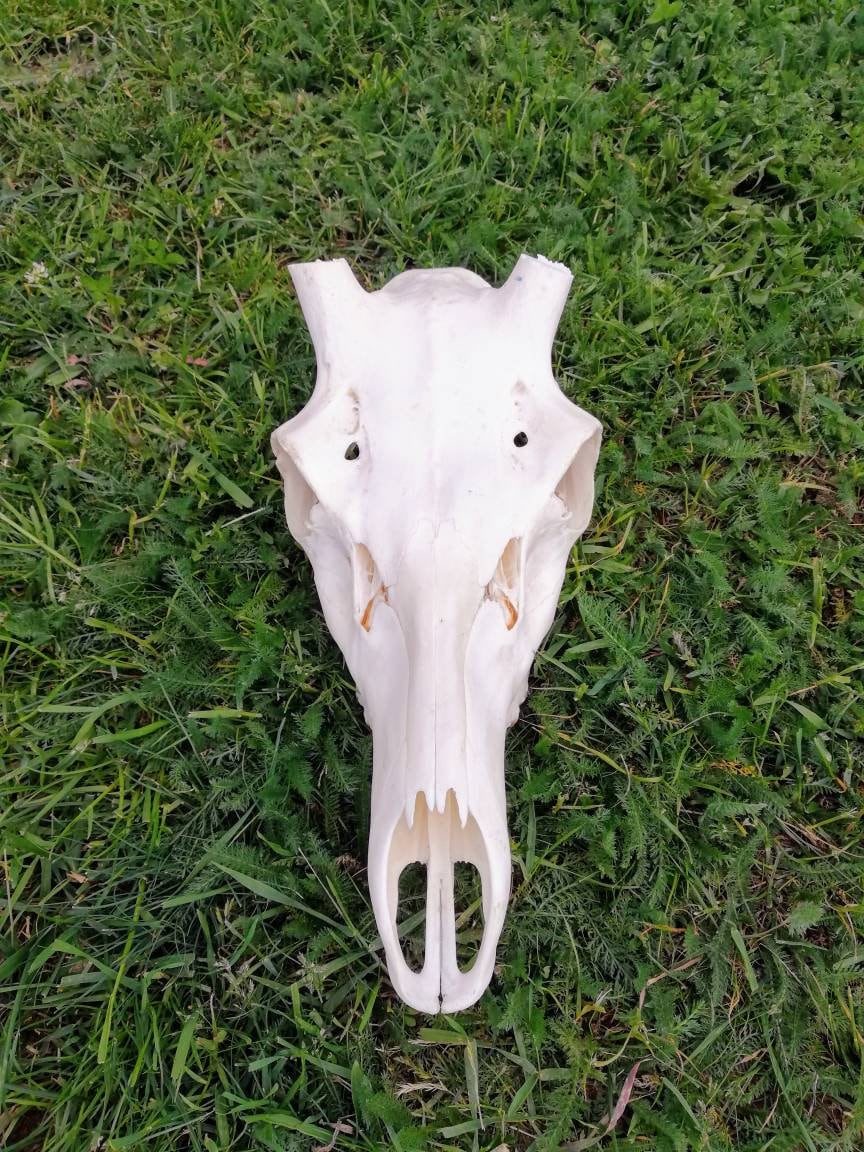Real red deer skull European red deer skull skull carving - Etsy 日本