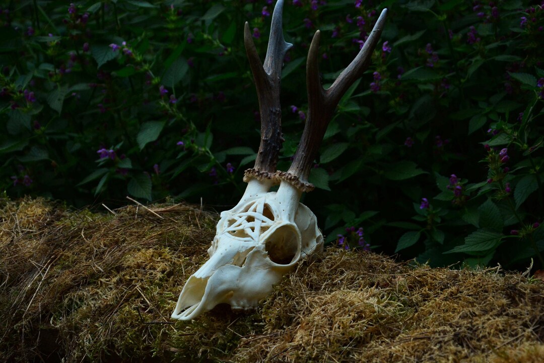 Pentagram Roe Deer Skull Carved European Roe Deer, Unique, Exotic, Home ...