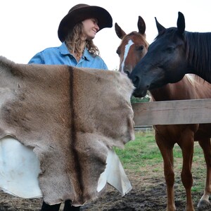 DEER SKIN, Red Deer (cervus Elaphus) European Deer, Deer Rug, Sheepskin ...