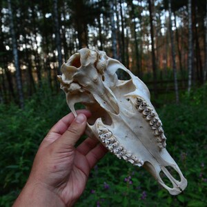 Fallow Deer Doe, Female Fallow Deer From Central Europe, forest Find ...