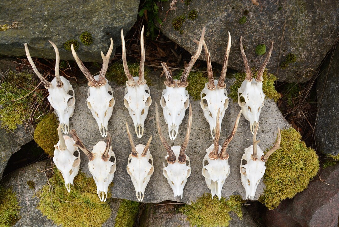 RANDOM SKULL, Perfect White Real European Roe Deer Skull, Skull With ...