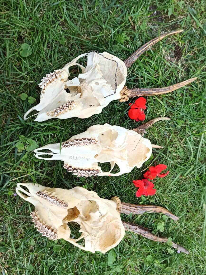 Echte Europese Ree Herten schedel mount herten schedel met - Etsy België