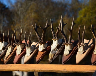 VINTAGE Roe Deer Skull Plain Deer Skull With Antler Mounted to a Wooden ...