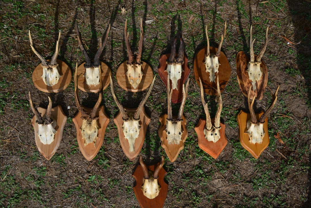 EUROPEAN ROE DEER Trophy Mounted on a Board Wall Mounted Hunting ...