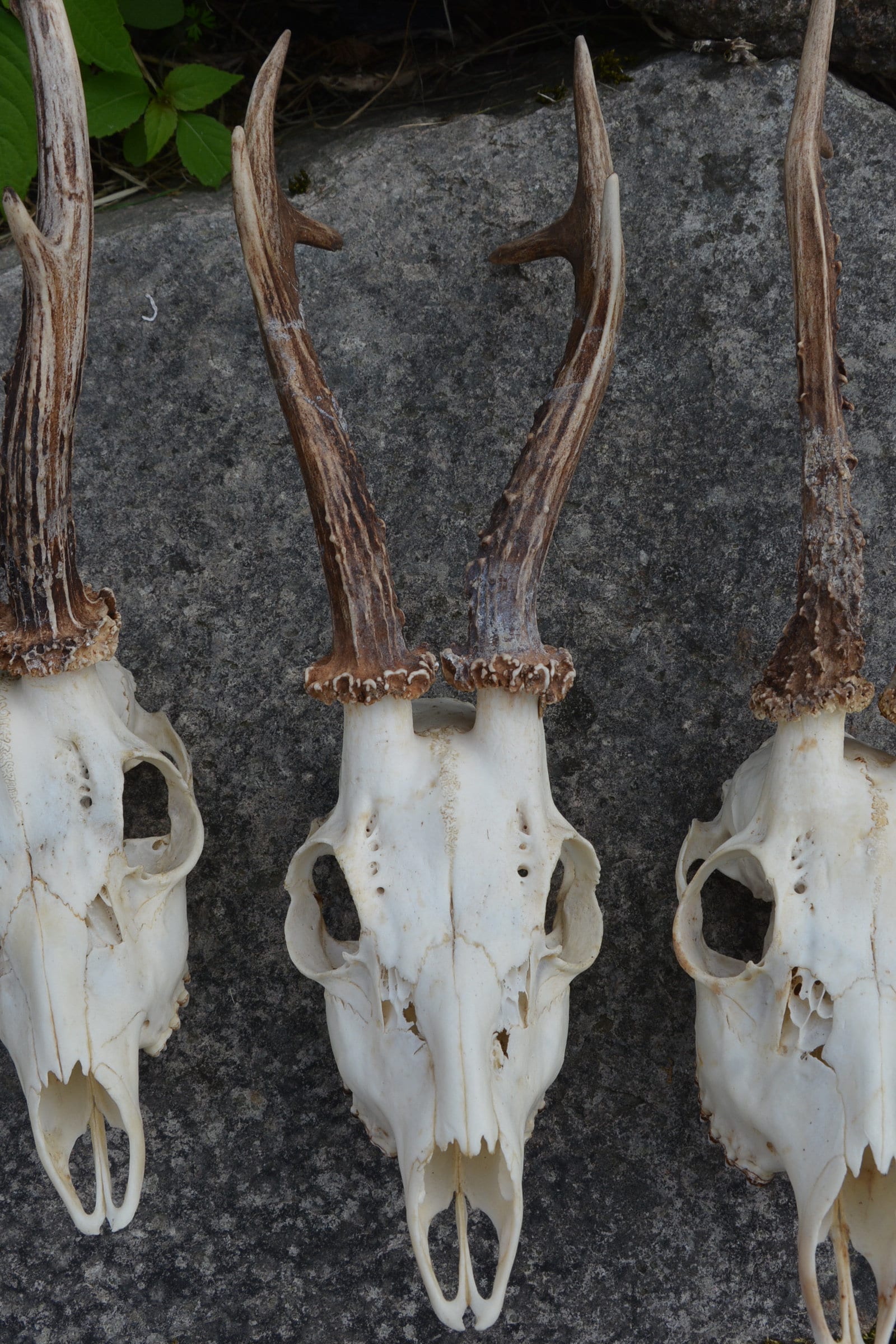 Real European Roe Deer skull mount deer skull with antler | Etsy