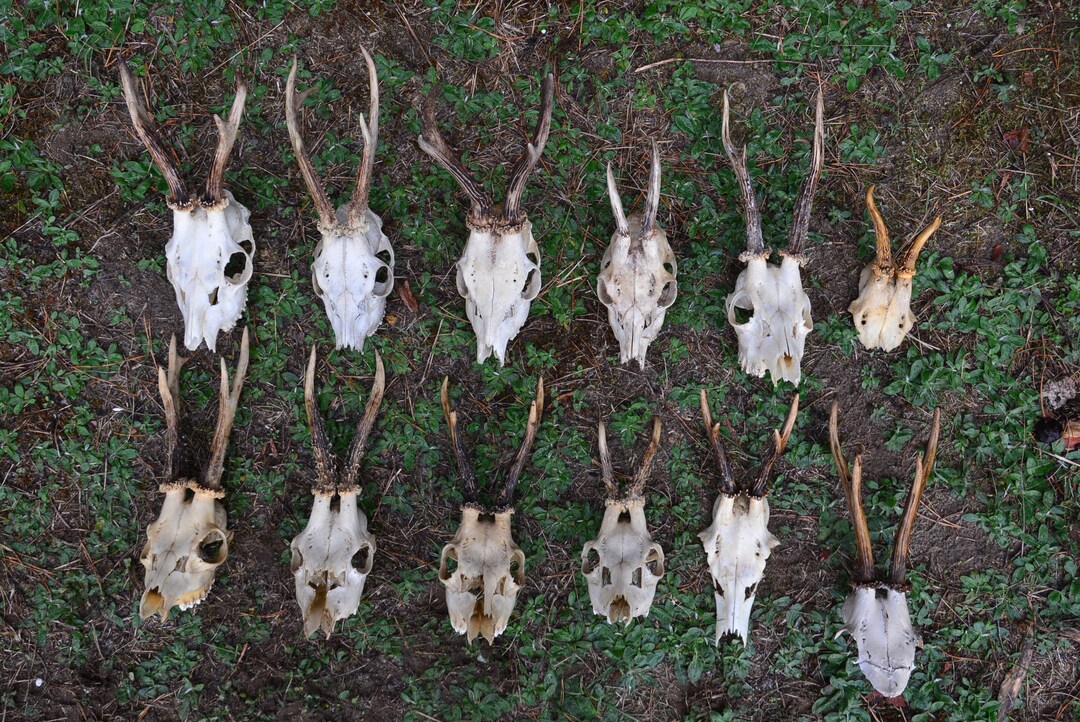 Real European Roe Deer Skull Plain Deer Skull With Antler - Etsy