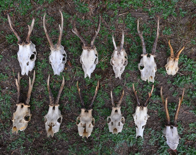 Real European Roe Deer Skull Plain Deer Skull With Antler Perfect ...