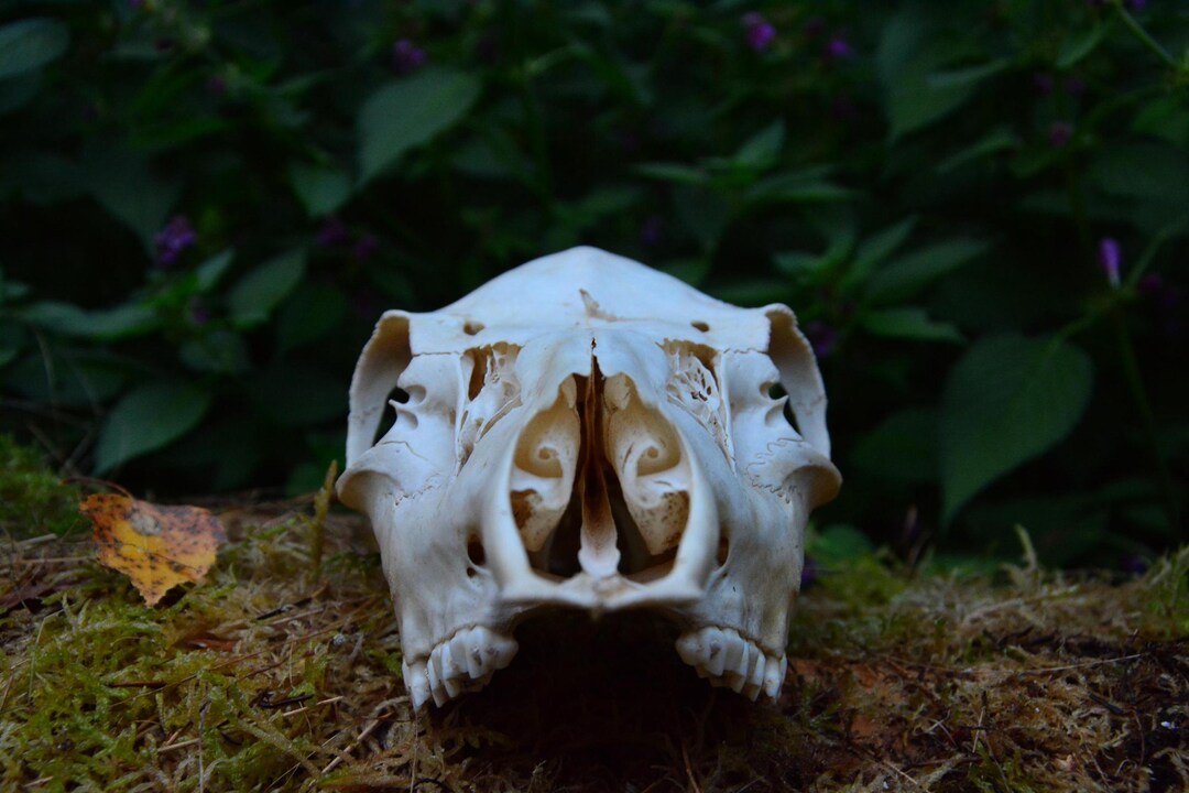 Fallow Deer Doe, Female Fallow Deer From Central Europe, forest Find ...