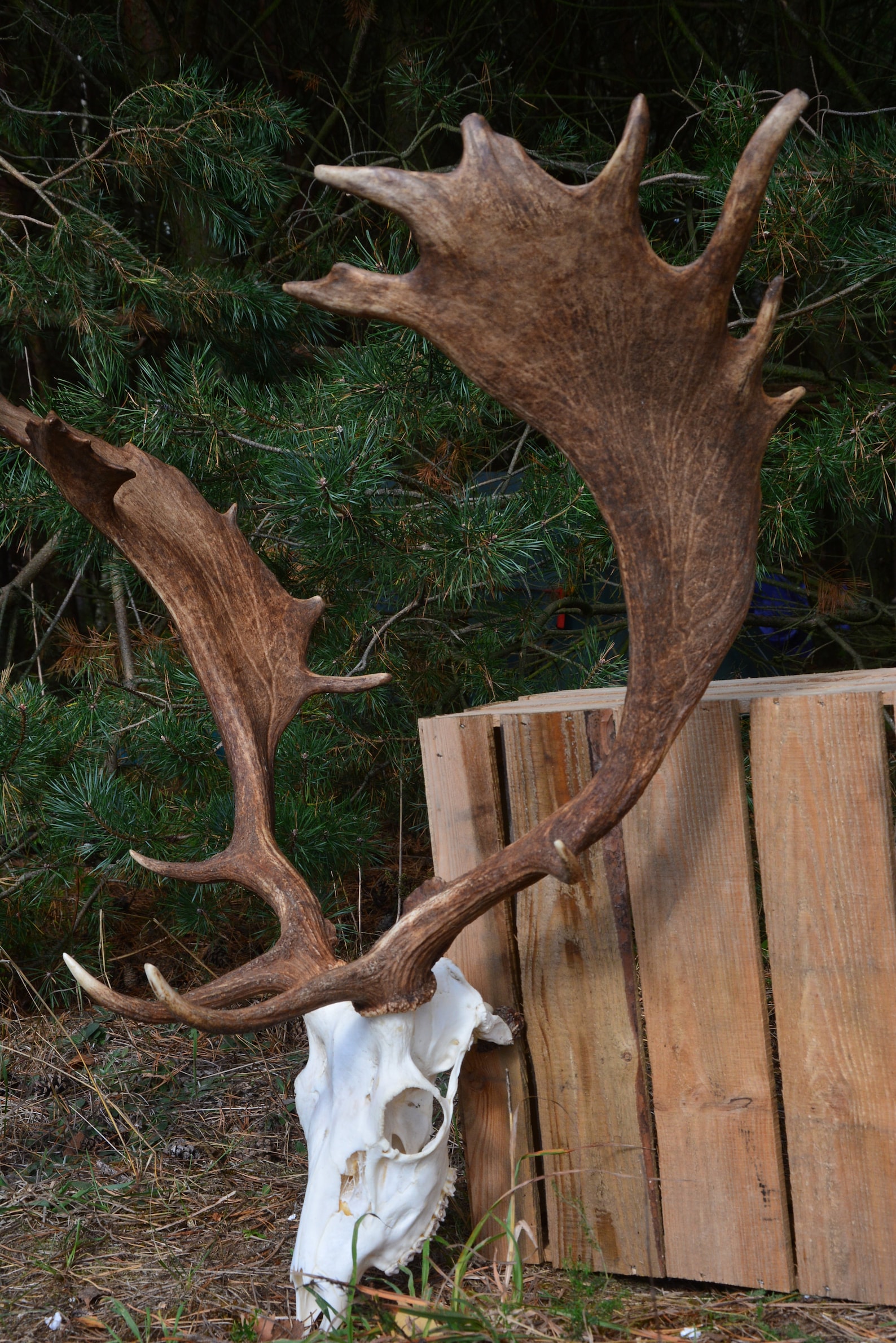 Fallow Deer Skull From Central Europe Fallow Deer dama - Etsy