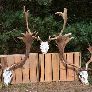Fallow Deer Skull From Central Europe Fallow Deer dama Dama Unique ...