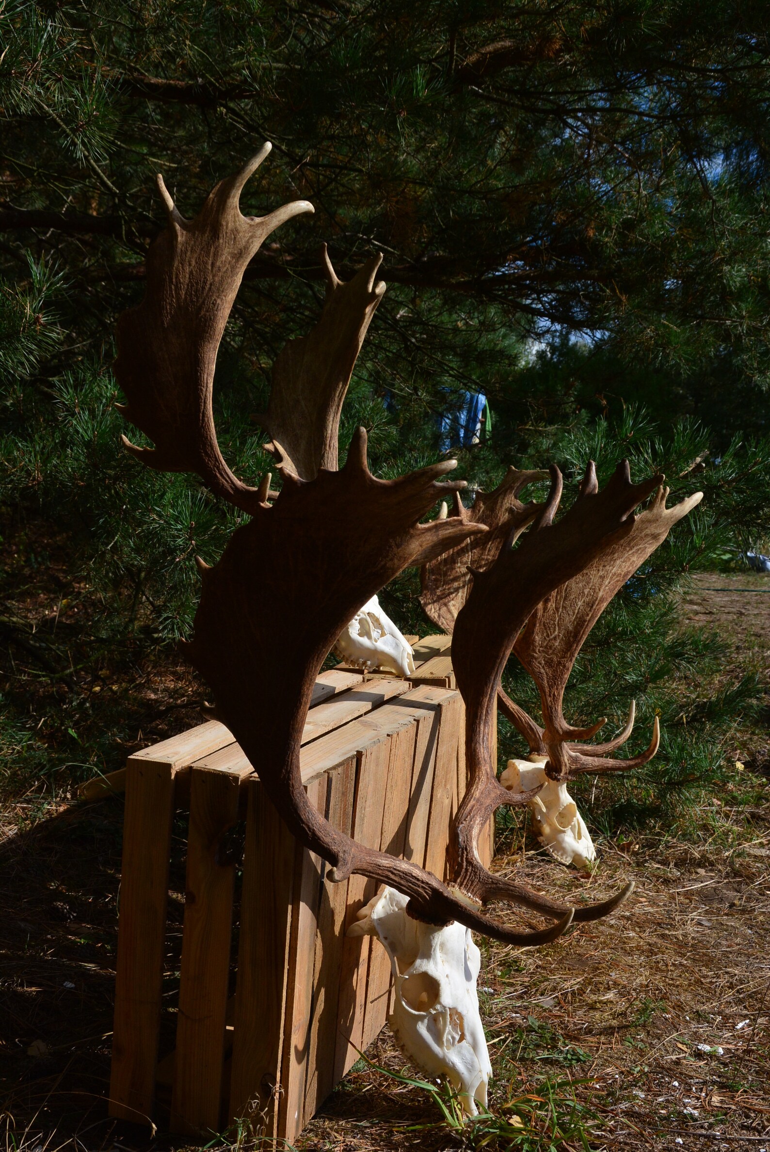 Fallow Deer Skull From Central Europe Fallow Deer dama - Etsy
