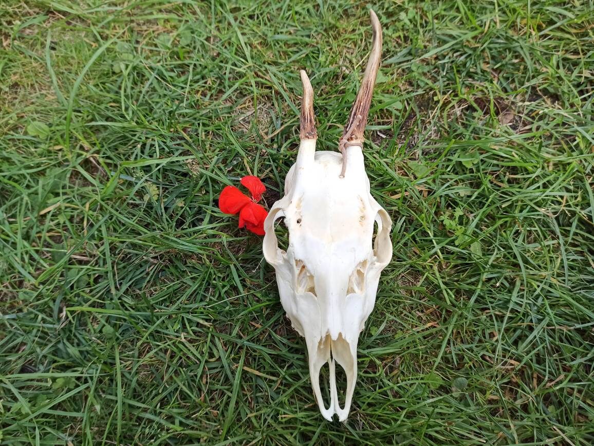 Real European Roe Deer Skull Mount Deer Skull With Antler | Etsy