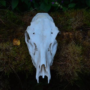 Fallow Deer Doe, Female Fallow Deer From Central Europe, *forest Find ...