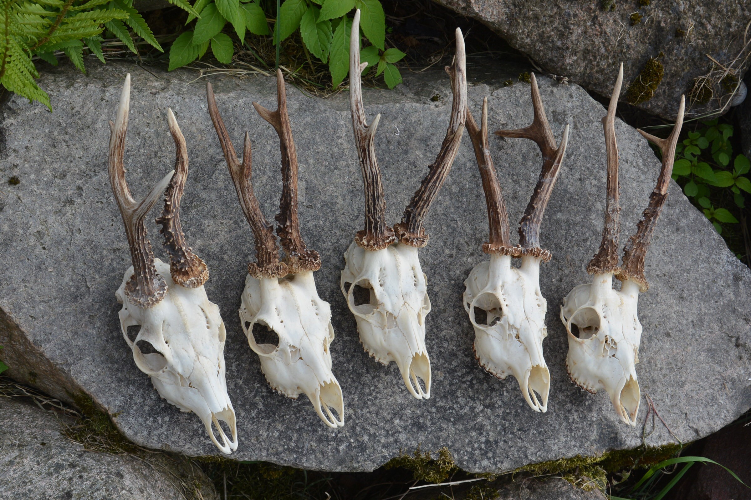 Real European Roe Deer skull mount deer skull with antler | Etsy