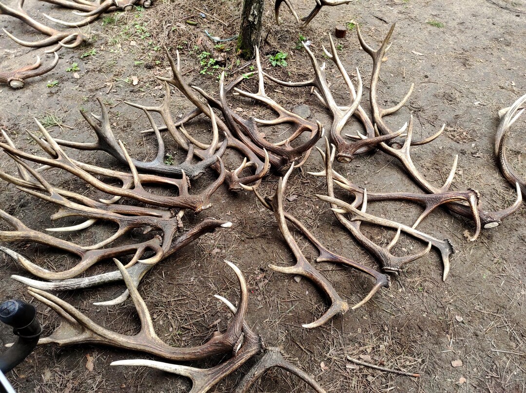 10kg of Deer Antlers, Real Deer Antlers From Central Europe, Red Stag ...