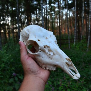 Fallow Deer Doe, Female Fallow Deer From Central Europe, forest Find ...