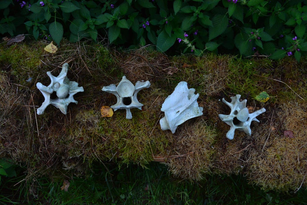 4x Deer Vertebrae *forest Finds* Cervus Elaphus, Bois De Cerf, Unique ...