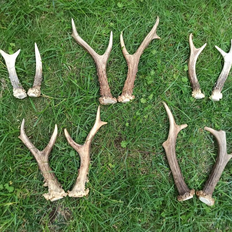 Real Deer Antlers - Etsy