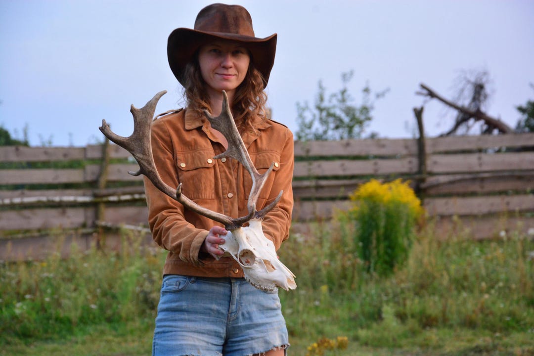 Fallow Deer dama Damaperfect Wall Decoration Present Set, Gift, Country ...