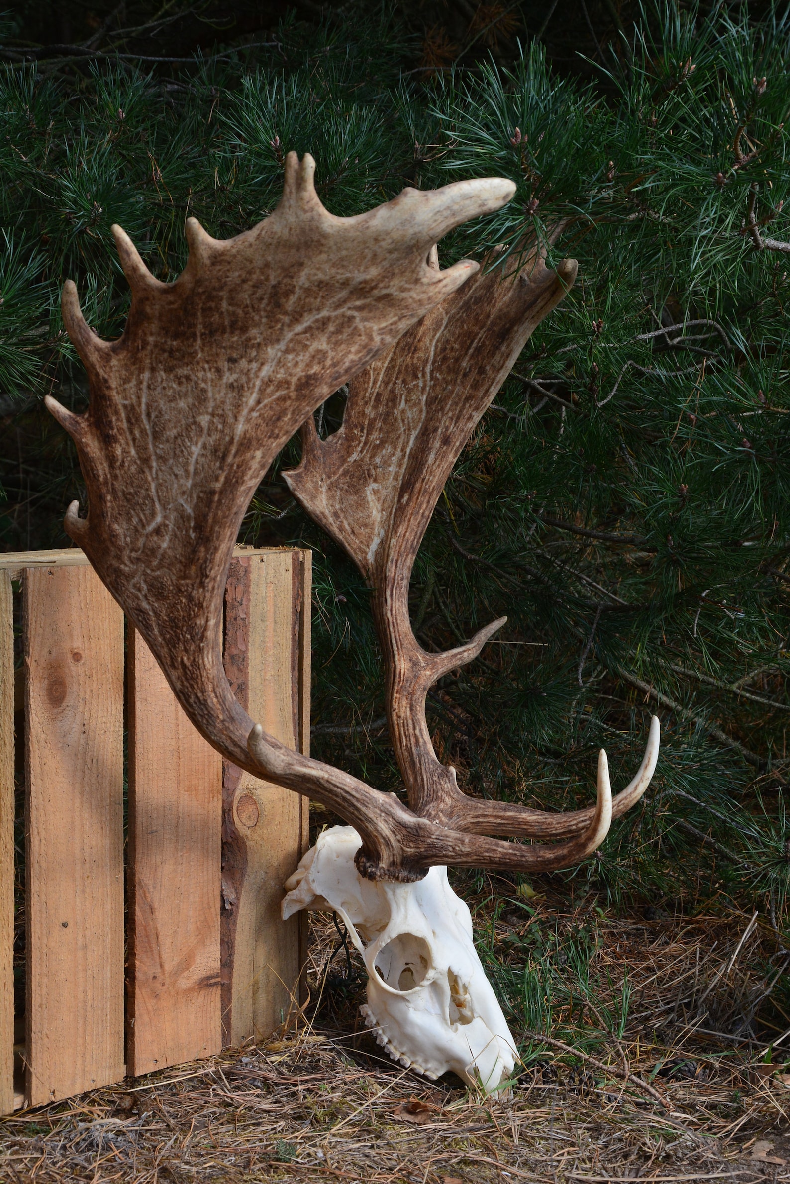 Fallow Deer Skull From Central Europe Fallow Deer dama - Etsy