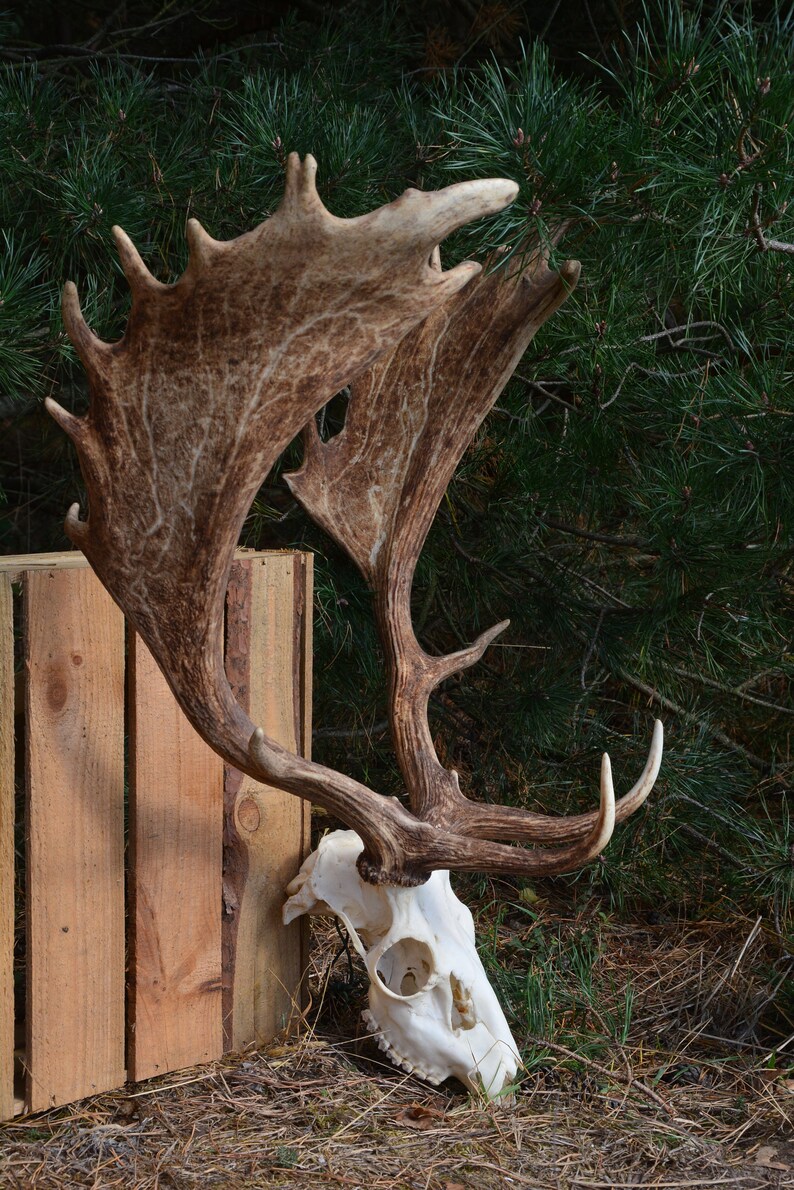 Fallow Deer Skull From Central Europe Fallow Deer dama - Etsy