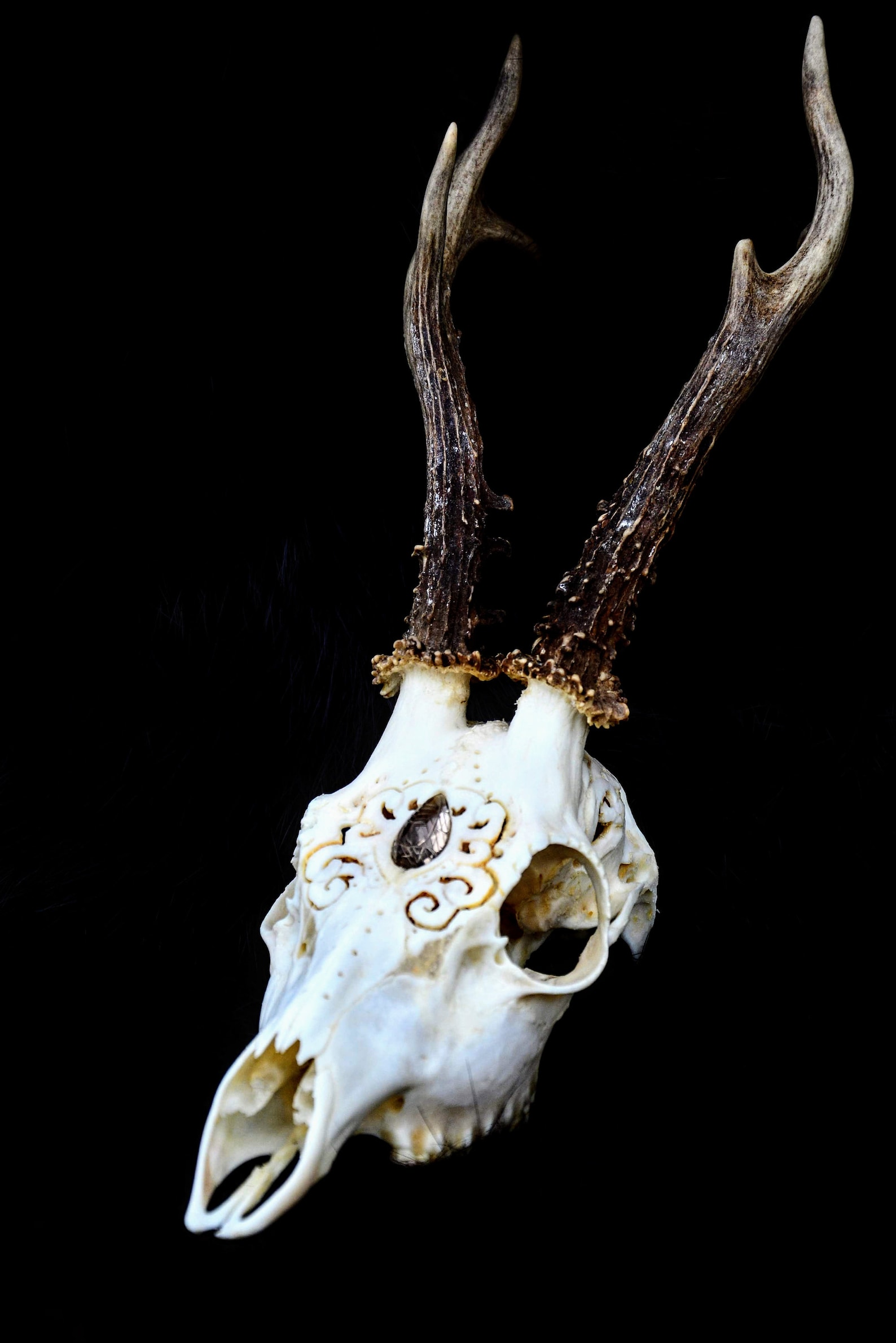 Real Roe Deer Skull Carved Deer Skull With Beautyful Quartz - Etsy