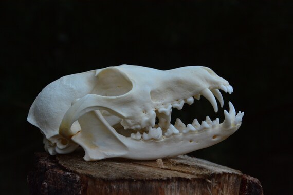 FOX SKULL vulpes Vulpes Real European Fox Complete Skull - Etsy