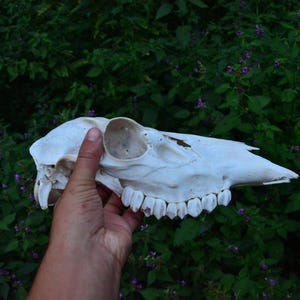 Fallow Deer Doe, Female Fallow Deer From Central Europe, *forest Find ...