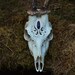 Fallow Deer Skull From Central Europe Fallow Deer dama Dama Unique ...