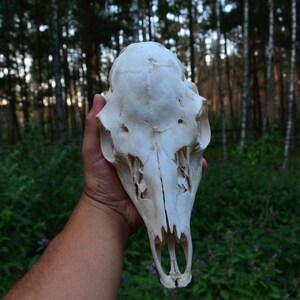 Fallow Deer Doe, Female Fallow Deer From Central Europe, forest Find ...