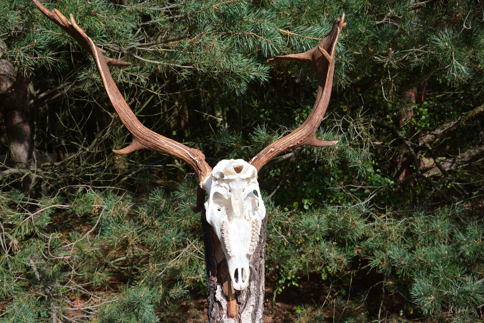 HUGE Fallow Deer Skull From Central Europe Fallow Deer dama - Etsy