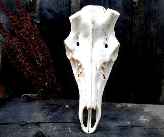 Real red deer skull European red deer skull skull carving | Etsy