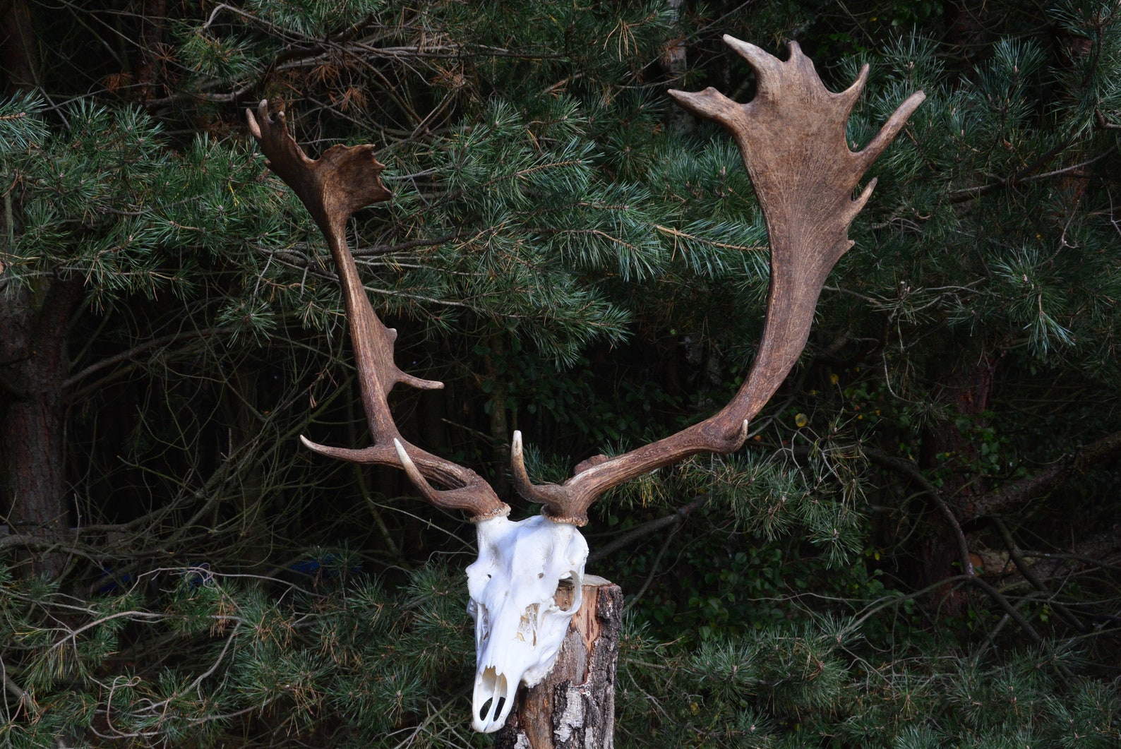 HUGE Fallow Deer Skull From Central Europe Fallow Deer dama - Etsy