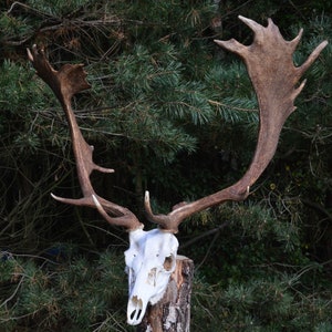 HUGE Fallow Deer Skull, From Central Europe, Fallow Deer (dama Dama ...